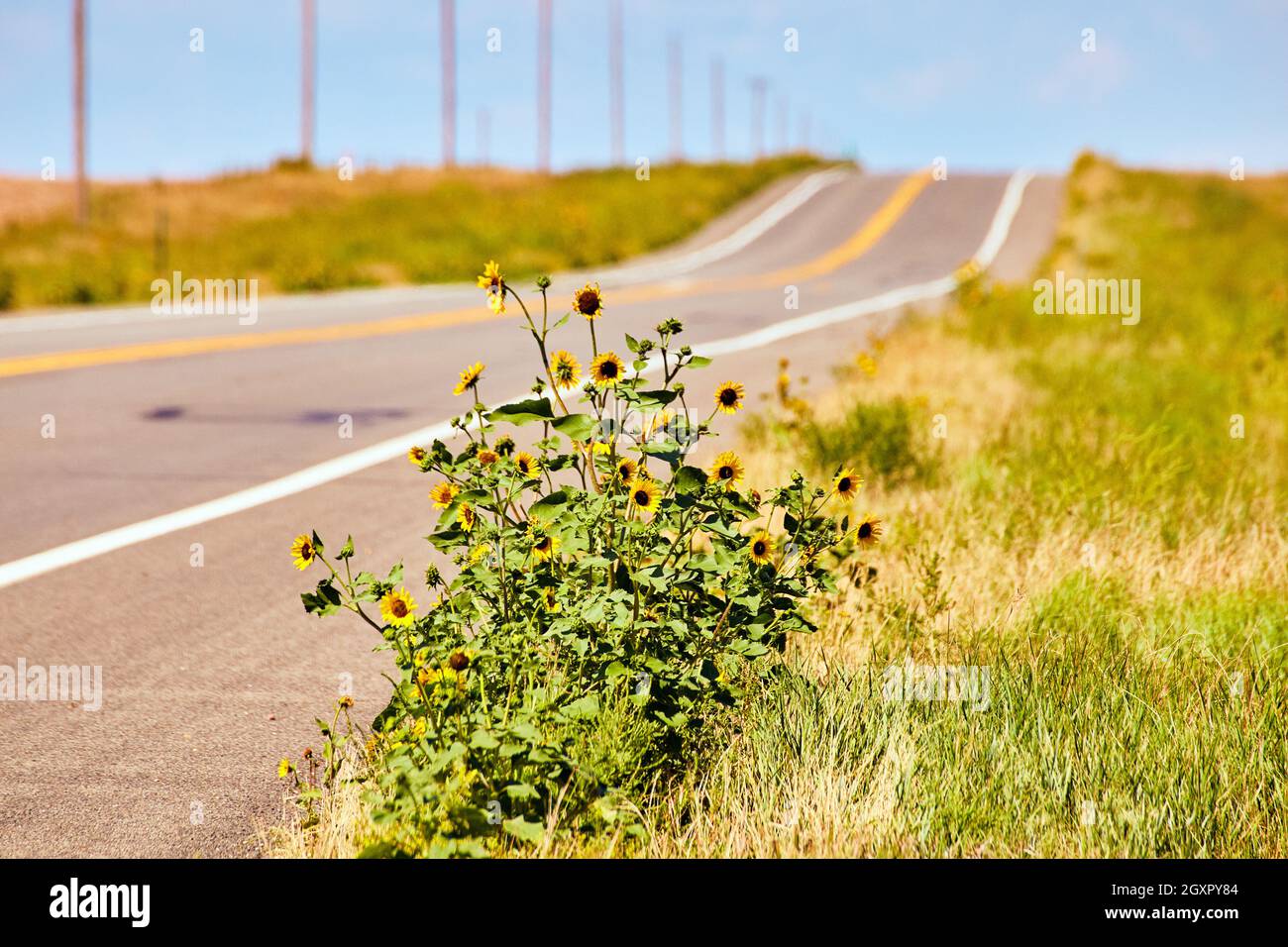 Growing of journey hi-res stock photography and images - Alamy