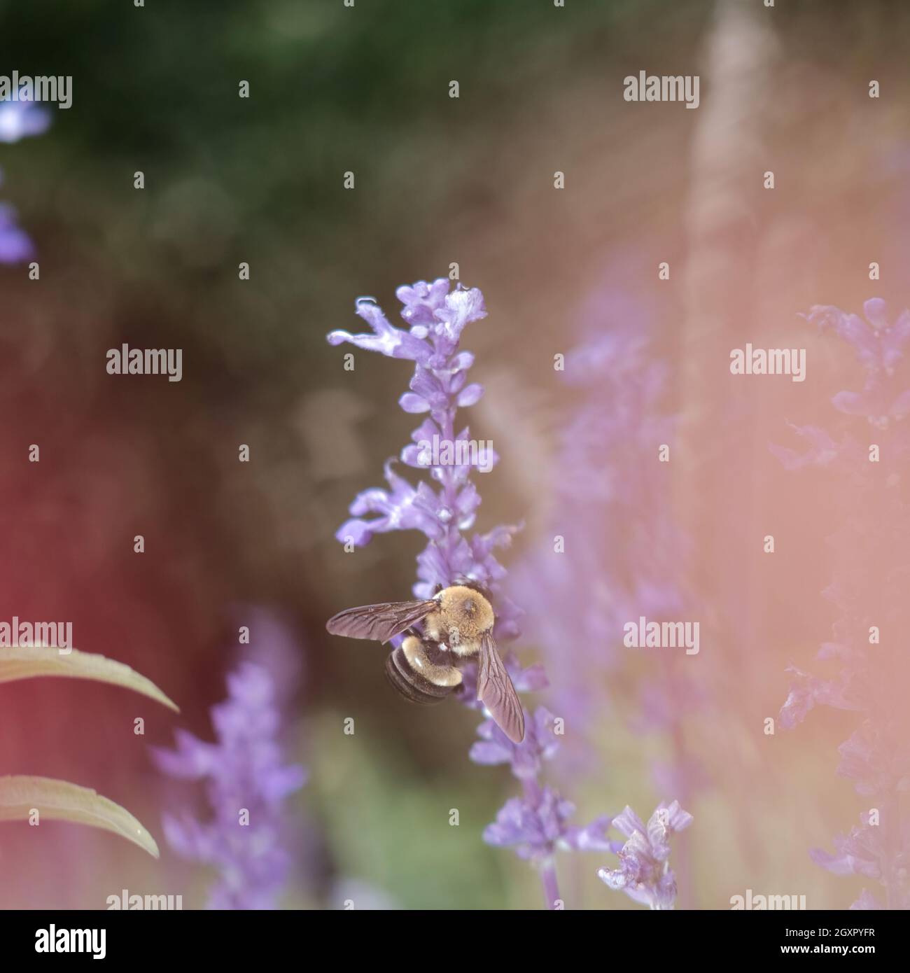 Magical bumblebee landing on lavender flowers for pollination Stock ...