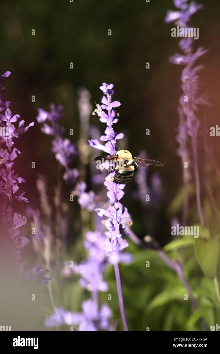 Magical bumblebee landing on lavender flowers for pollination Stock ...