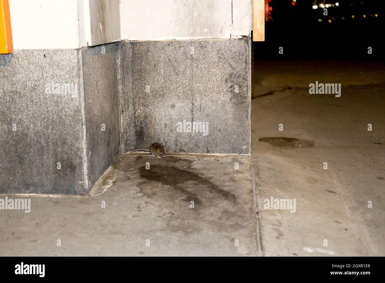 Rattus rattus new york hi-res stock photography and images - Alamy