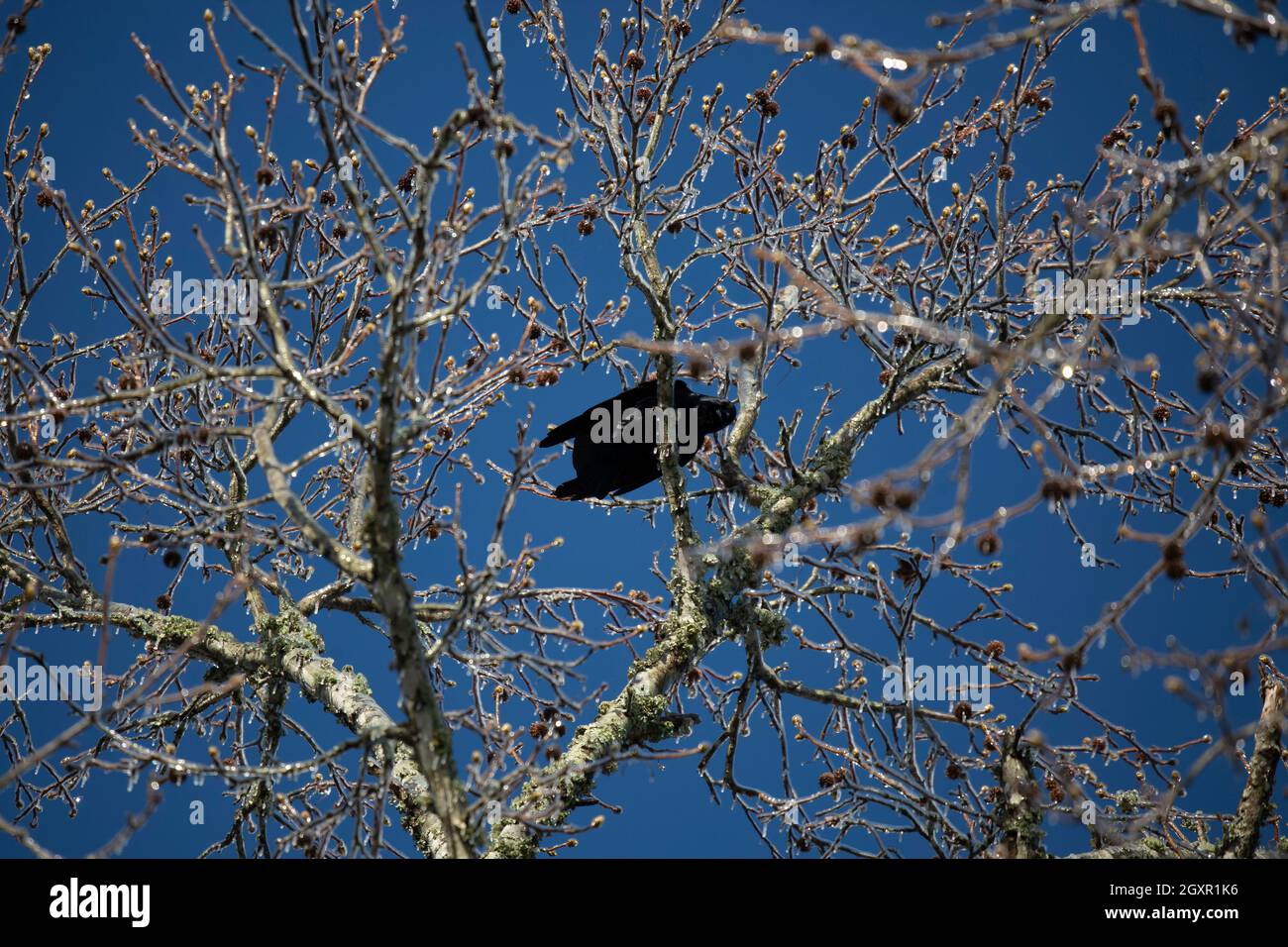 American crow (Corvus brachyrhynchos) cawing a warning from a perch on ...