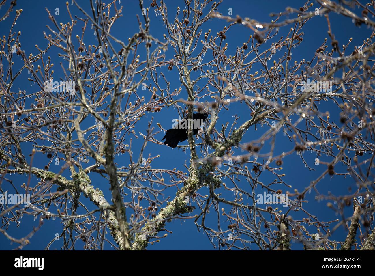 Cautious American crow (Corvus brachyrhynchos) looking down from a ...