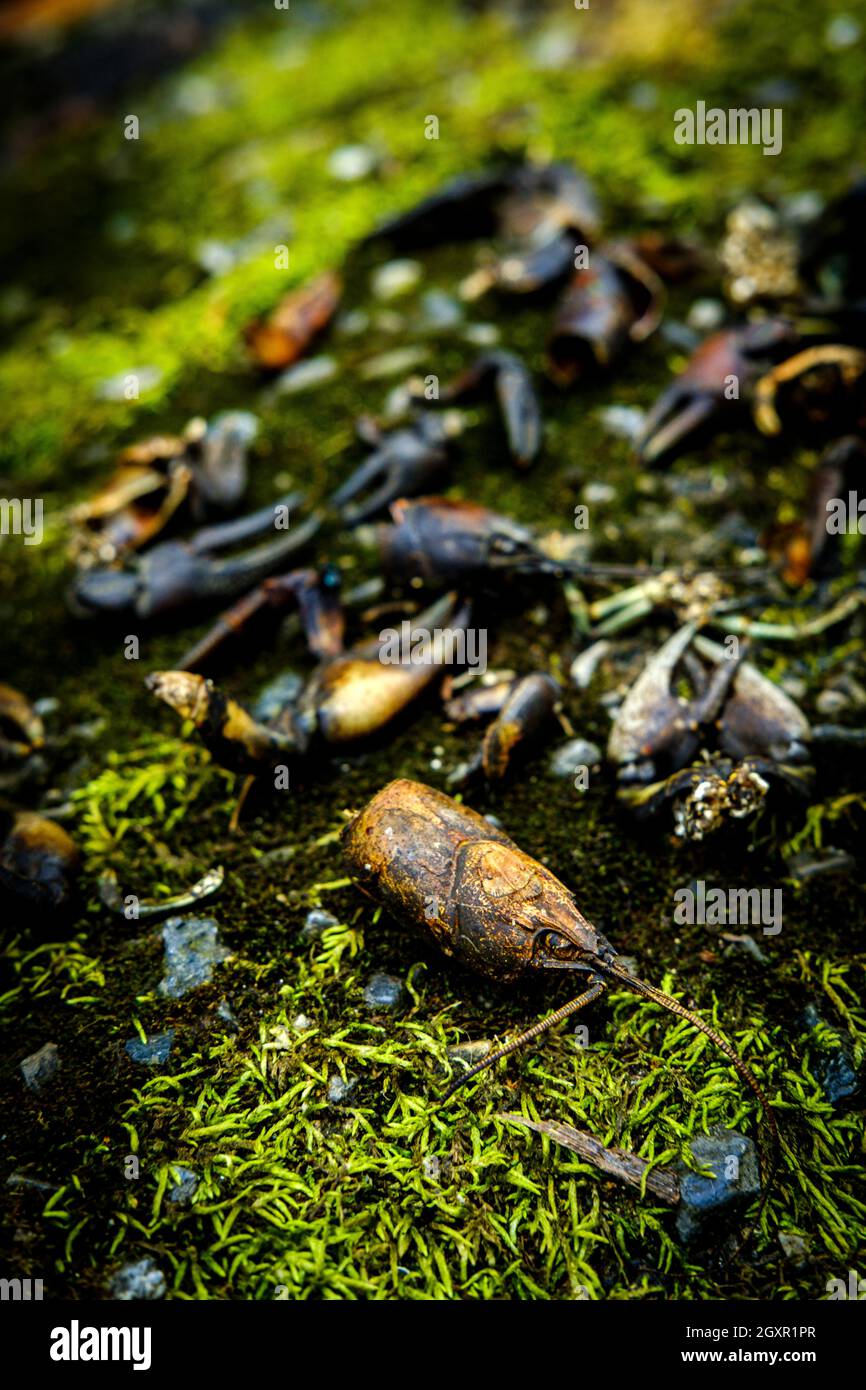 Dead crayfish shells arranged on mossy rocks by freshwater beach Stock ...