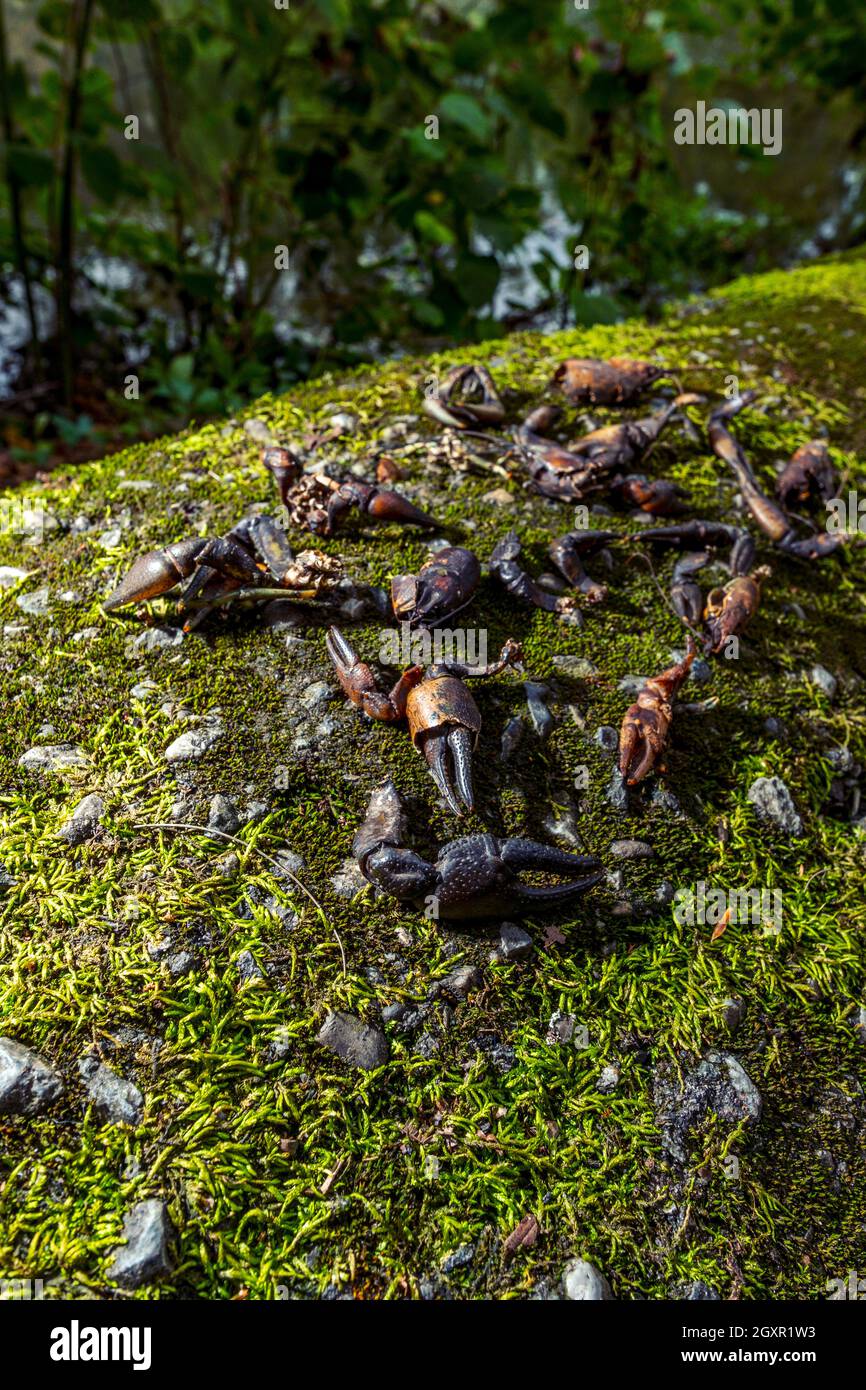 Dead crayfish shells arranged on mossy rocks by freshwater beach Stock ...