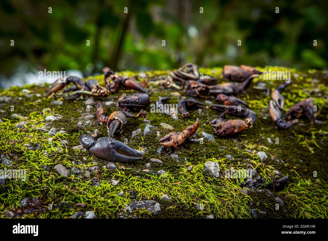 Dead crayfish shells arranged on mossy rocks by freshwater beach Stock ...