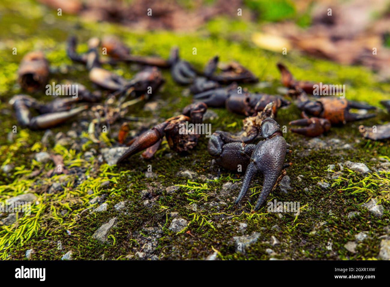 Dead crayfish shells arranged on mossy rocks by freshwater beach Stock ...