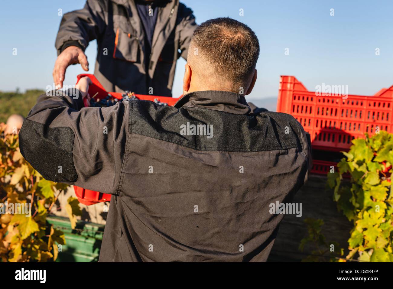 Two Men harvesting grapes in the vineyard in autumn holding a box full ...