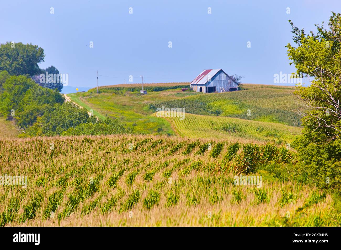 Old barn with rows of corn fields Stock Photo - Alamy