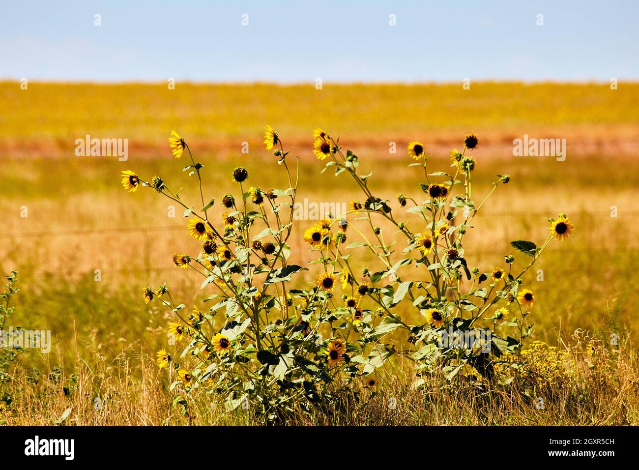 Yellow flowers growing in desert field Stock Photo - Alamy