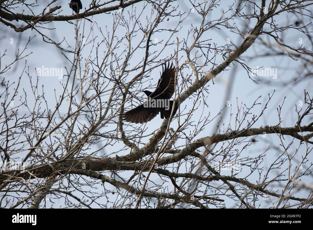 American crow (Corvus brachyrhynchos ) taking flight from a tree limb ...