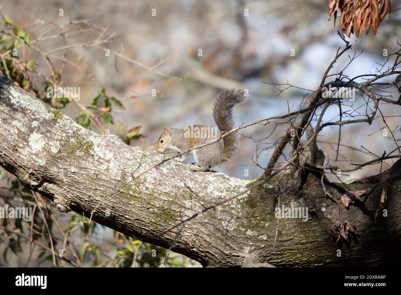Eastern gray squirrel (Sciurus carolinensis) climbing along a tree limb ...