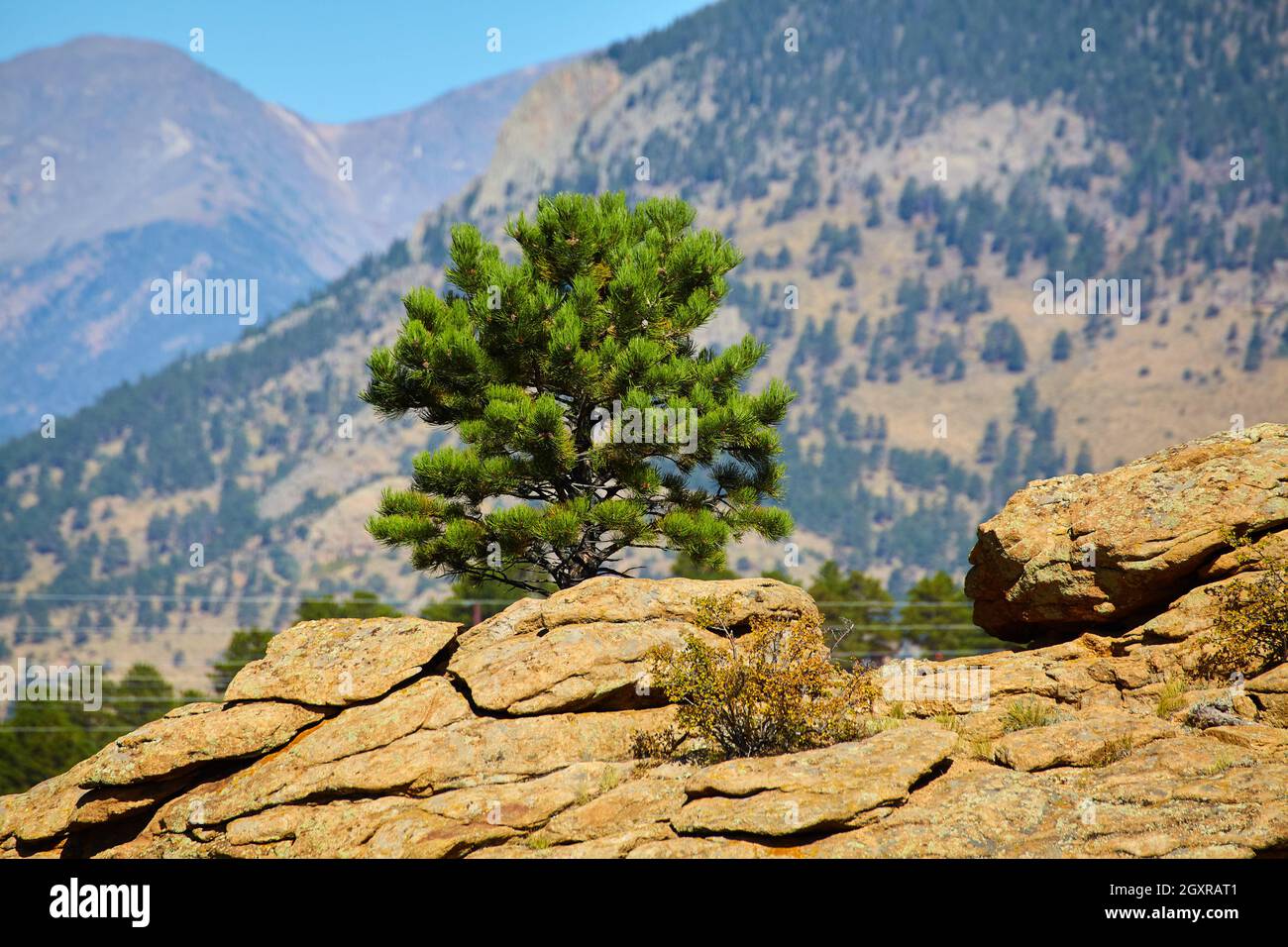 Single alone pine tree isolated on rock mountains with mountain wall in ...