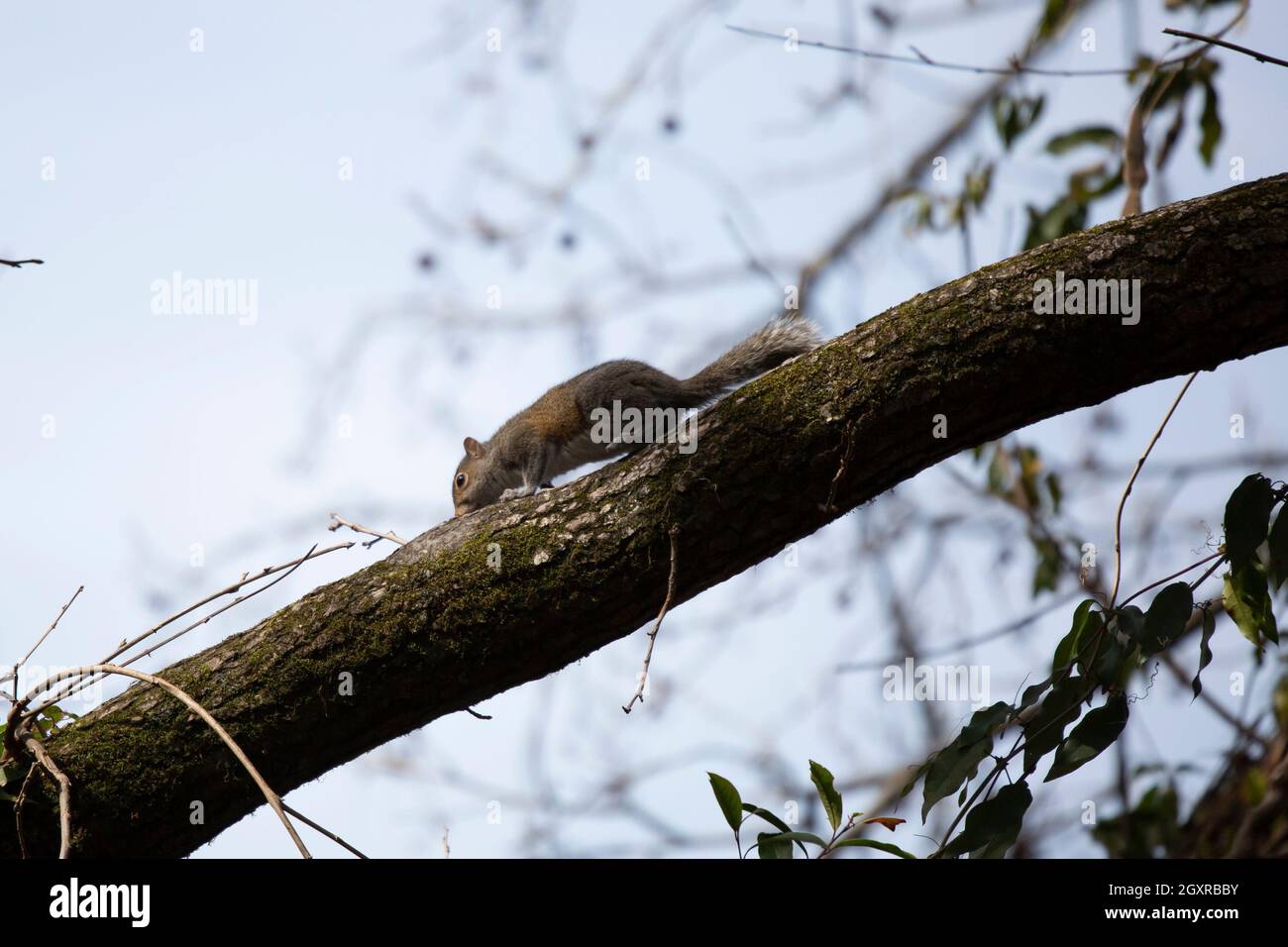 Eastern gray squirrel (Sciurus carolinensis) scampering across a tree ...