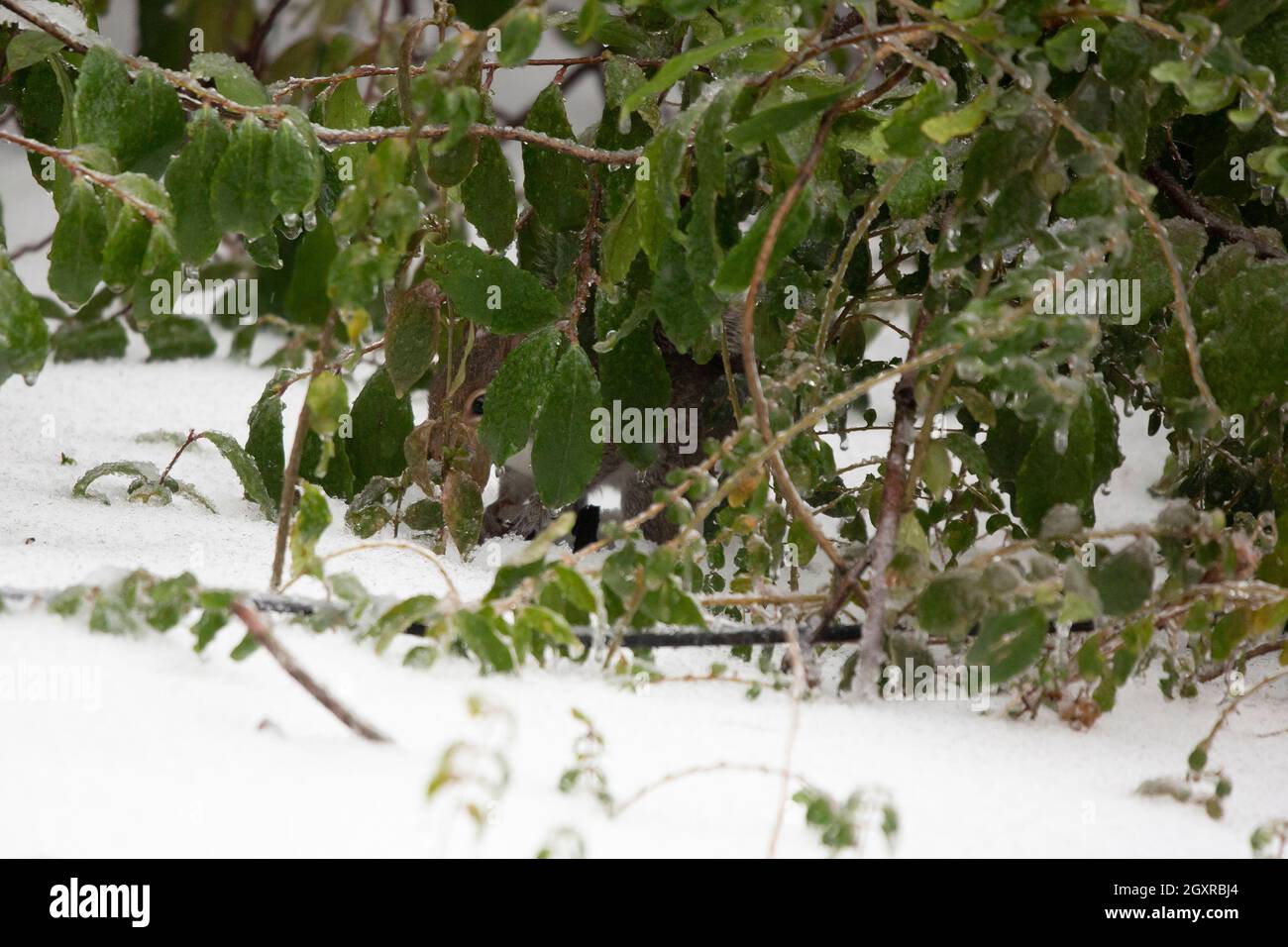 Eastern gray squirrel (Sciurus carolinensis) behind an icy bush Stock Photo - Alamy