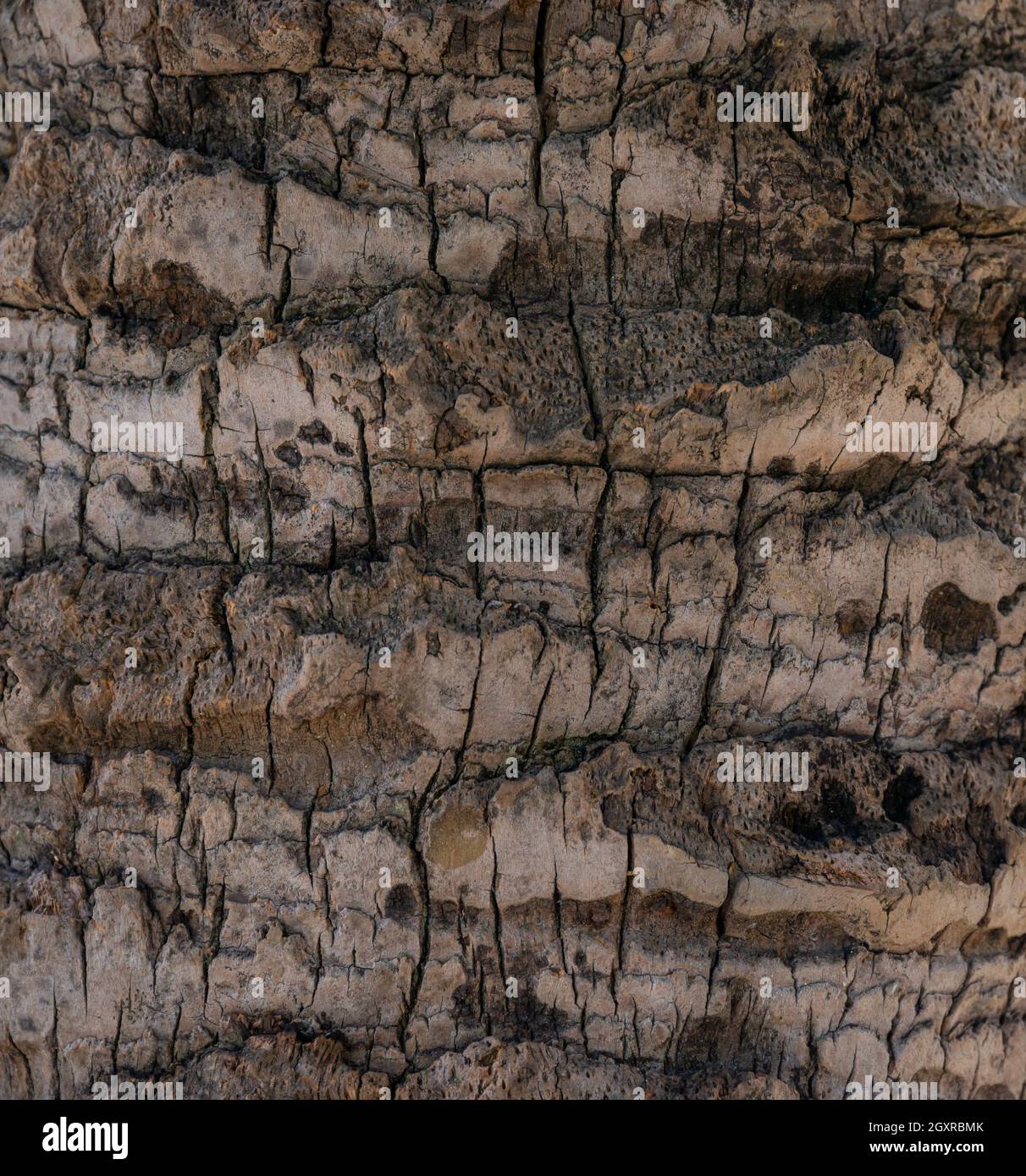 Coconut palm tree bark texture background Stock Photo - Alamy