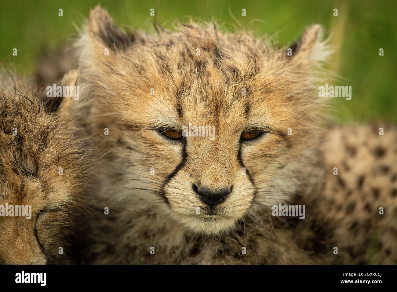 Close-up of cheetah cub lying with sibling Stock Photo - Alamy