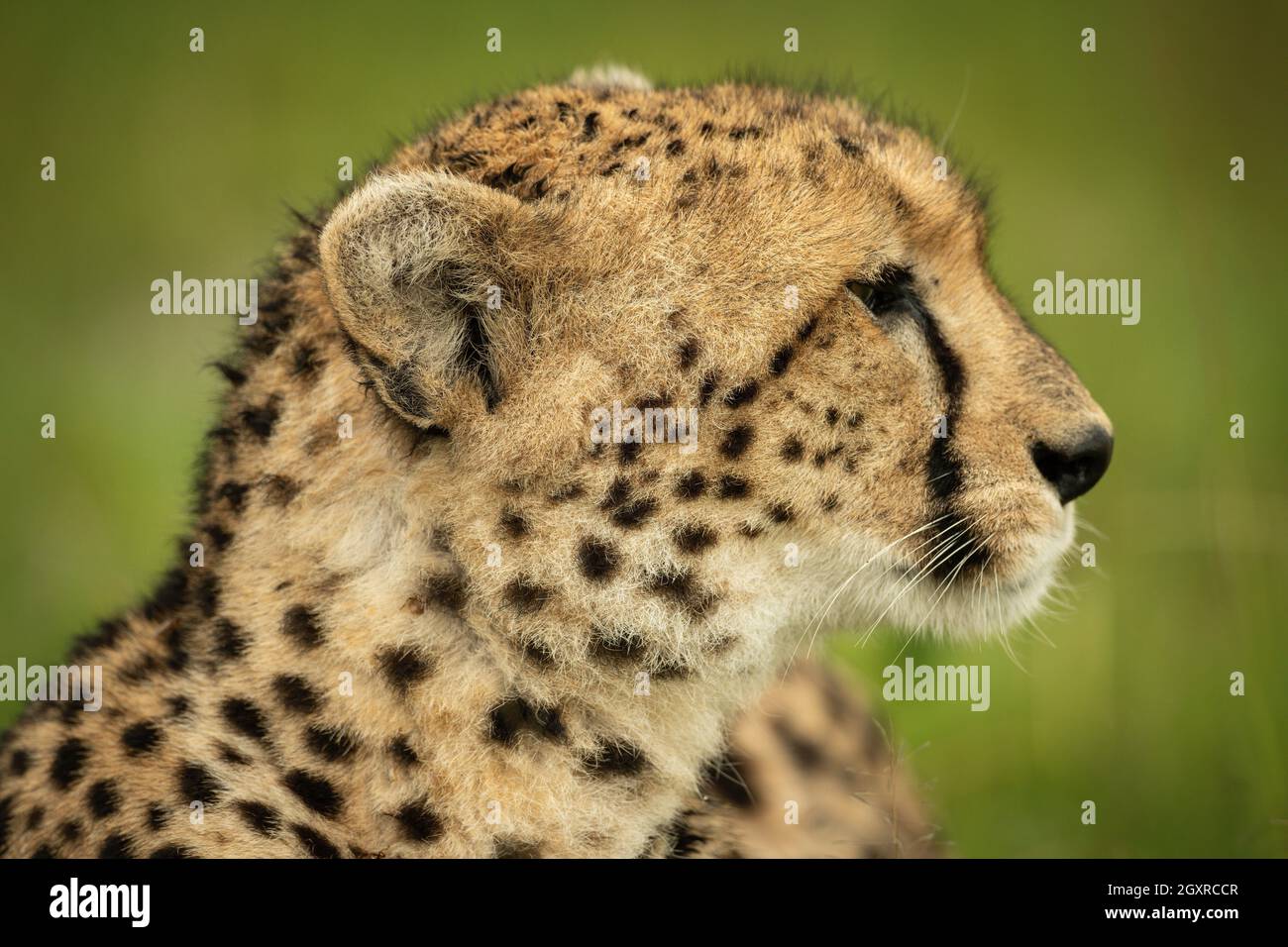 Close-up of cheetah head turned to right Stock Photo - Alamy
