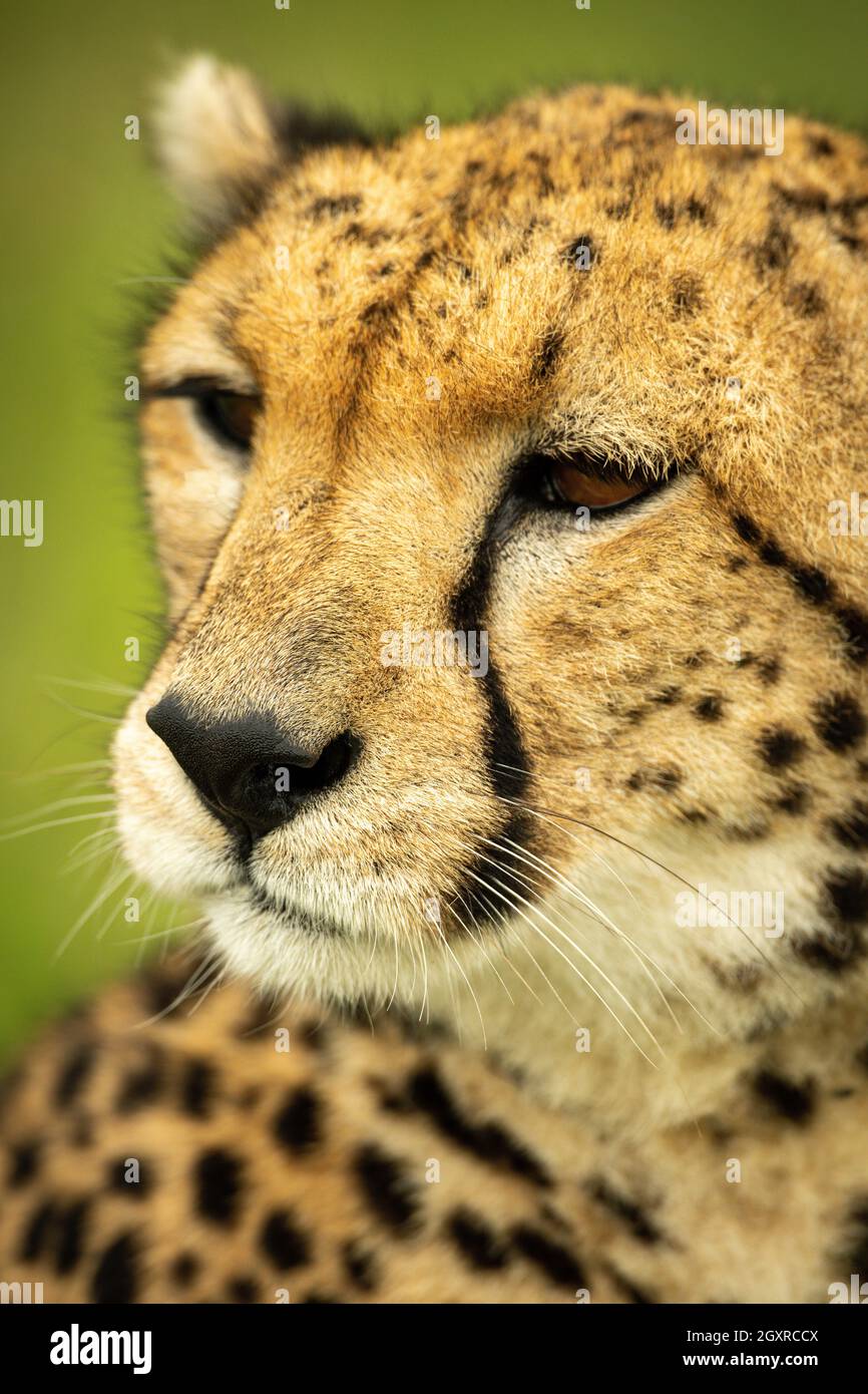 Close-up of cheetah facing down and left Stock Photo - Alamy