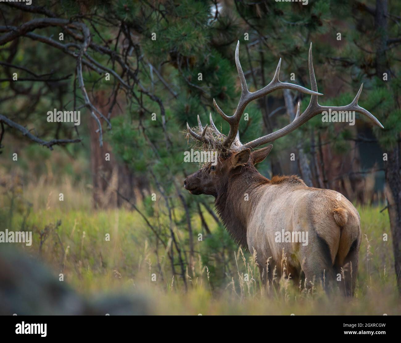 Rocky mountain bull elk observing his herd after rubbing antlers in the ...