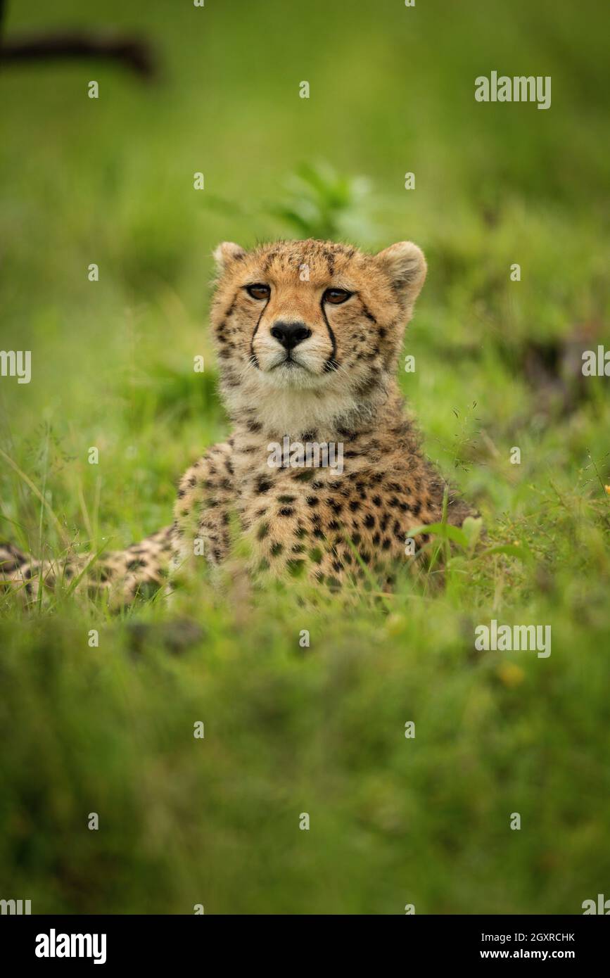 Close-up of cheetah cub lying lifting head Stock Photo - Alamy