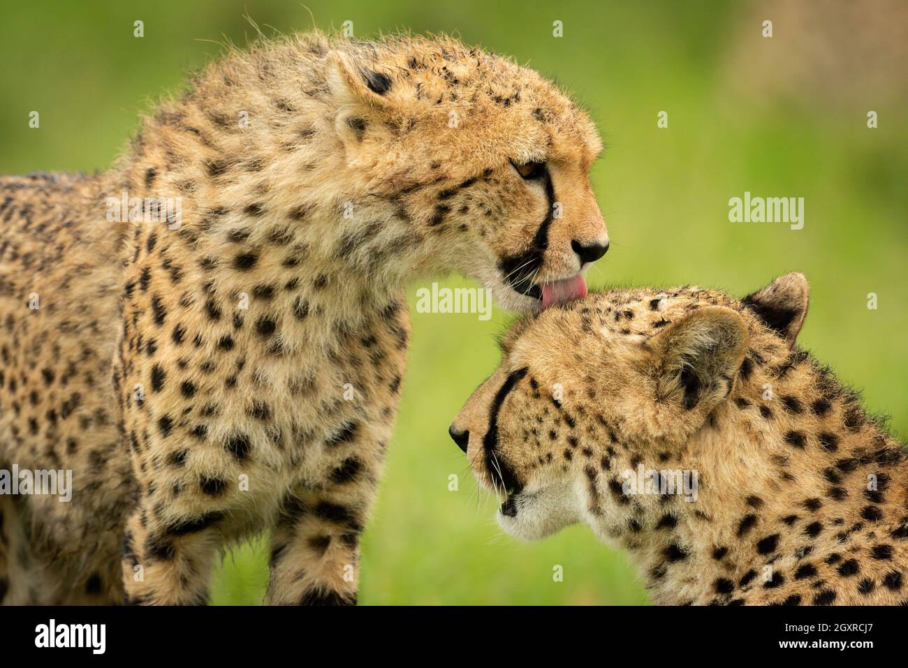 Close-up of cheetah cub washing its mother Stock Photo - Alamy