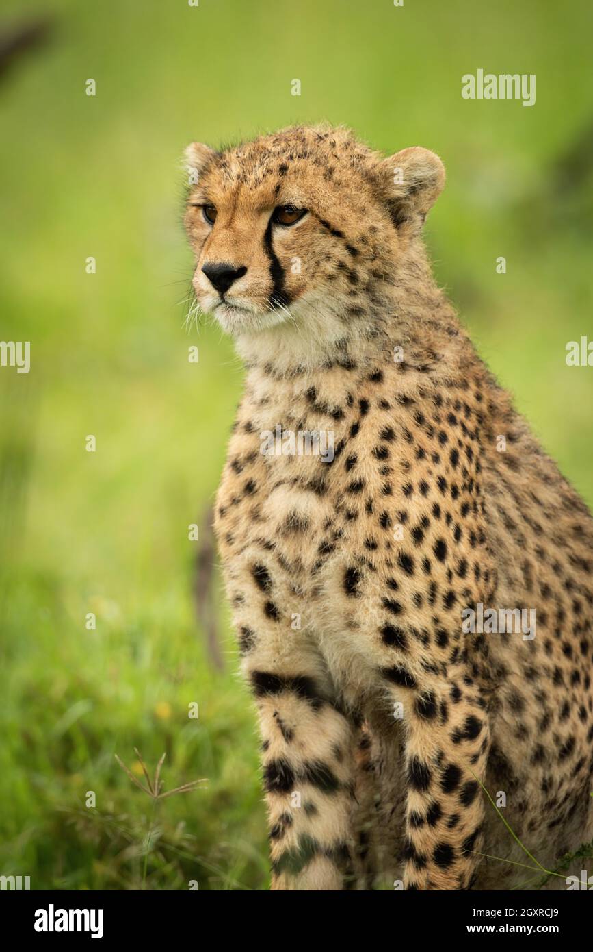 Close-up of cheetah cub sitting facing left Stock Photo - Alamy
