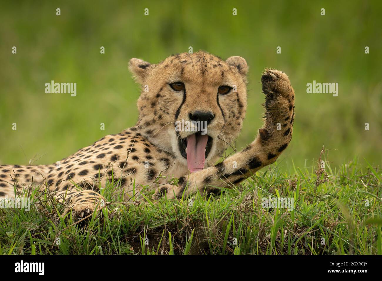 Close-up of cheetah cub lying licking paw Stock Photo - Alamy