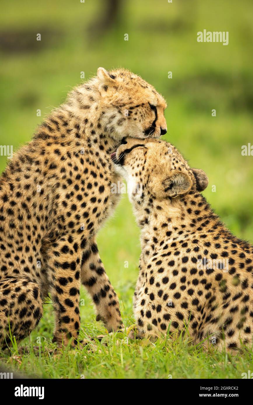 Seated cub hi-res stock photography and images - Alamy