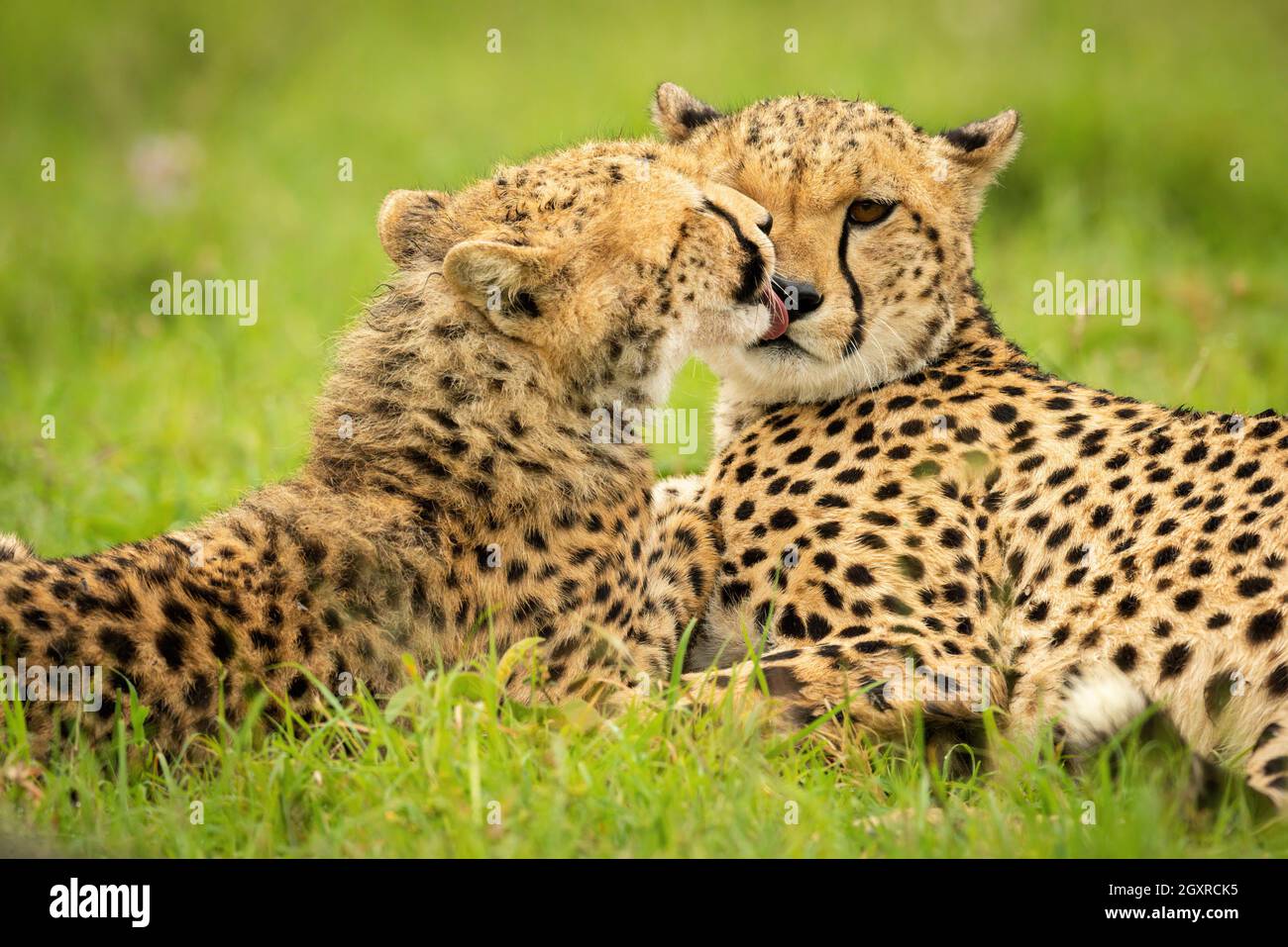 Close-up of cheetah cub lying grooming mother Stock Photo - Alamy