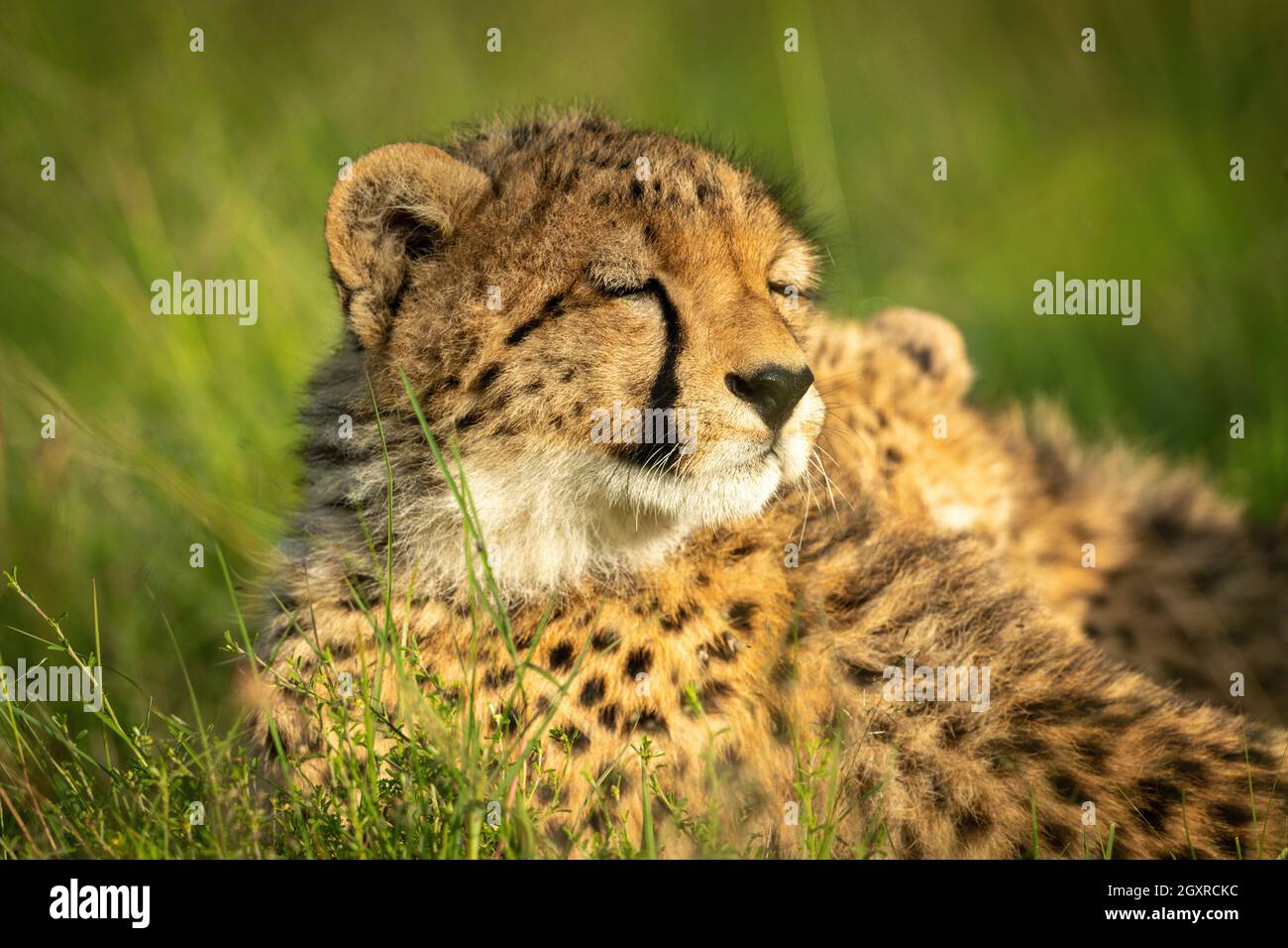 Sleeping cheetah cub hi-res stock photography and images - Alamy