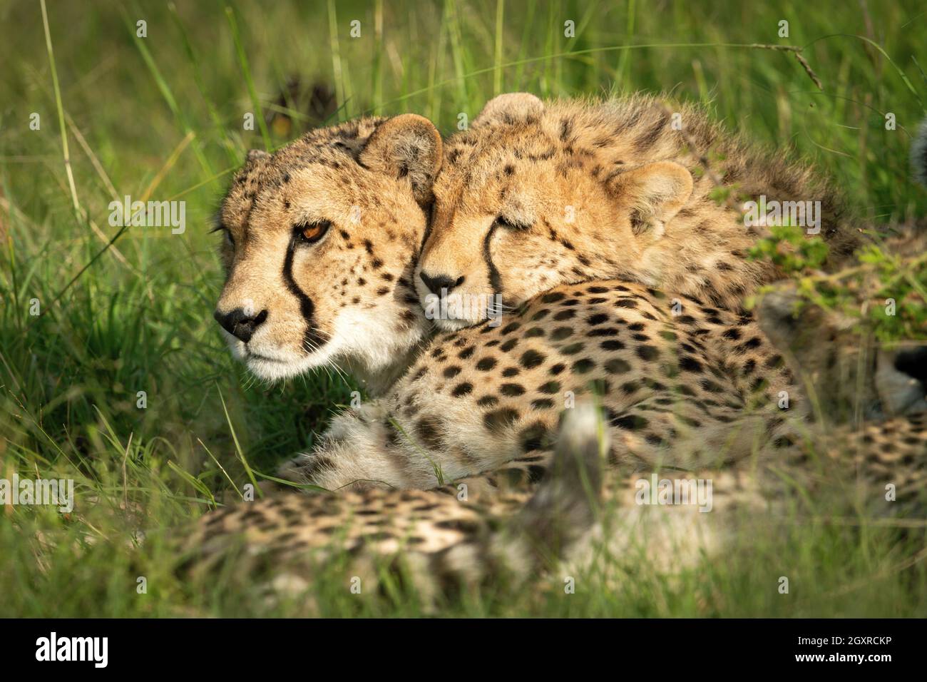 Close-up of cheetah cub lying on mother Stock Photo - Alamy