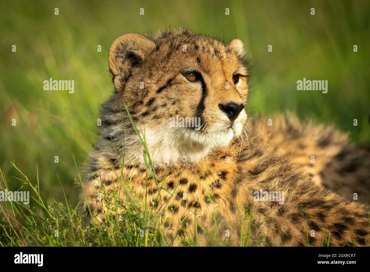 Close-up of cheetah cub lying turning head Stock Photo - Alamy