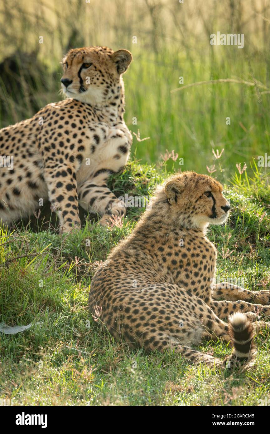 Cheetah cub lying down hi-res stock photography and images - Alamy