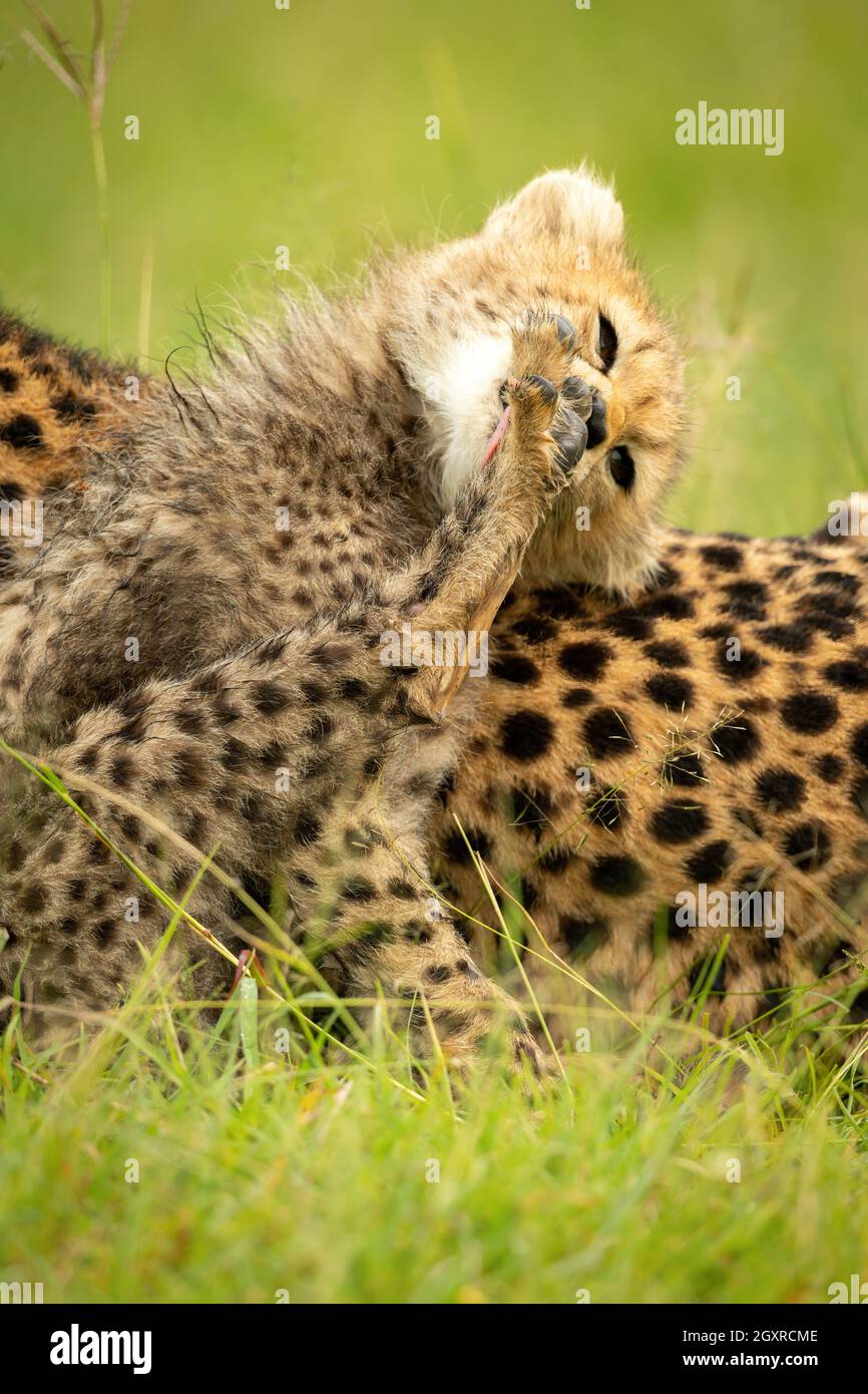 Cheetah foot hi-res stock photography and images - Alamy