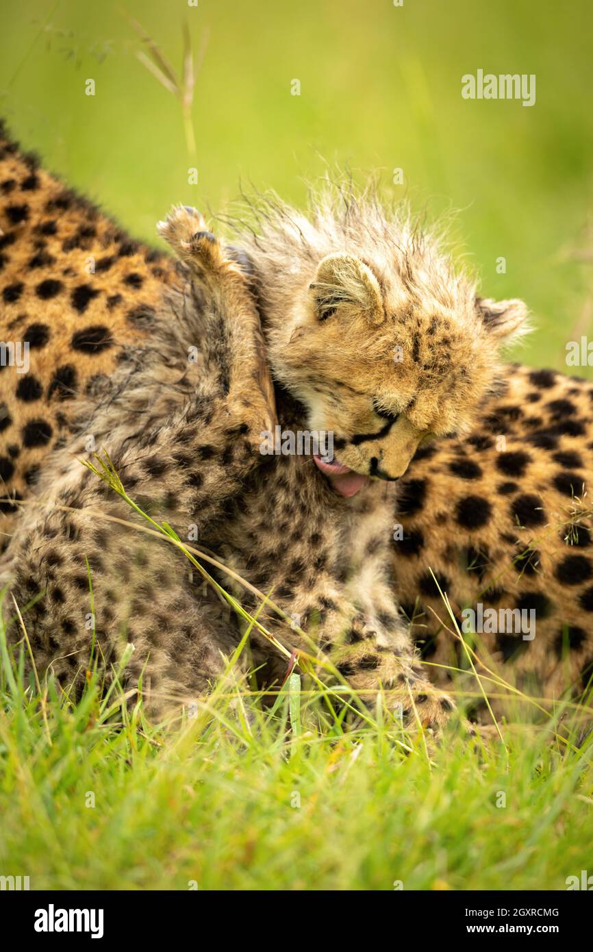 Close-up of cheetah cub sitting licking chest Stock Photo - Alamy