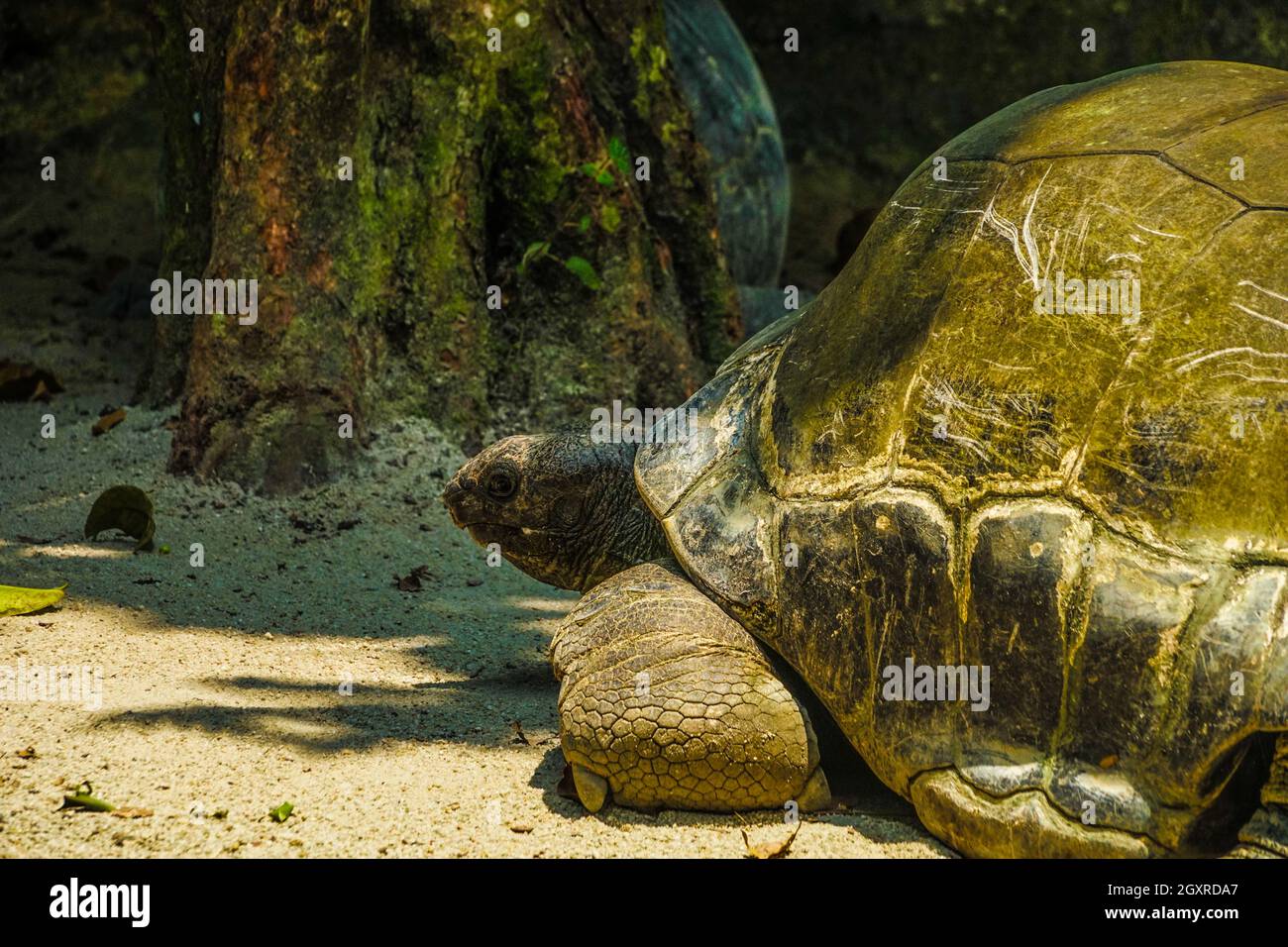Tortoise relaxing on the beach. Shooting Location: Singapore Stock ...
