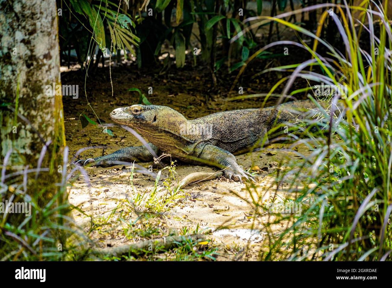 Image of the Komodo dragon of the wild. Shooting Location: Singapore ...