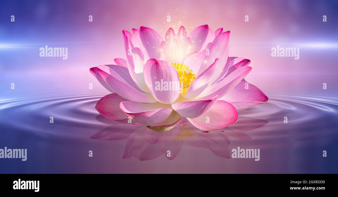 lotus Pink light purple floating light sparkle purple background Stock ...