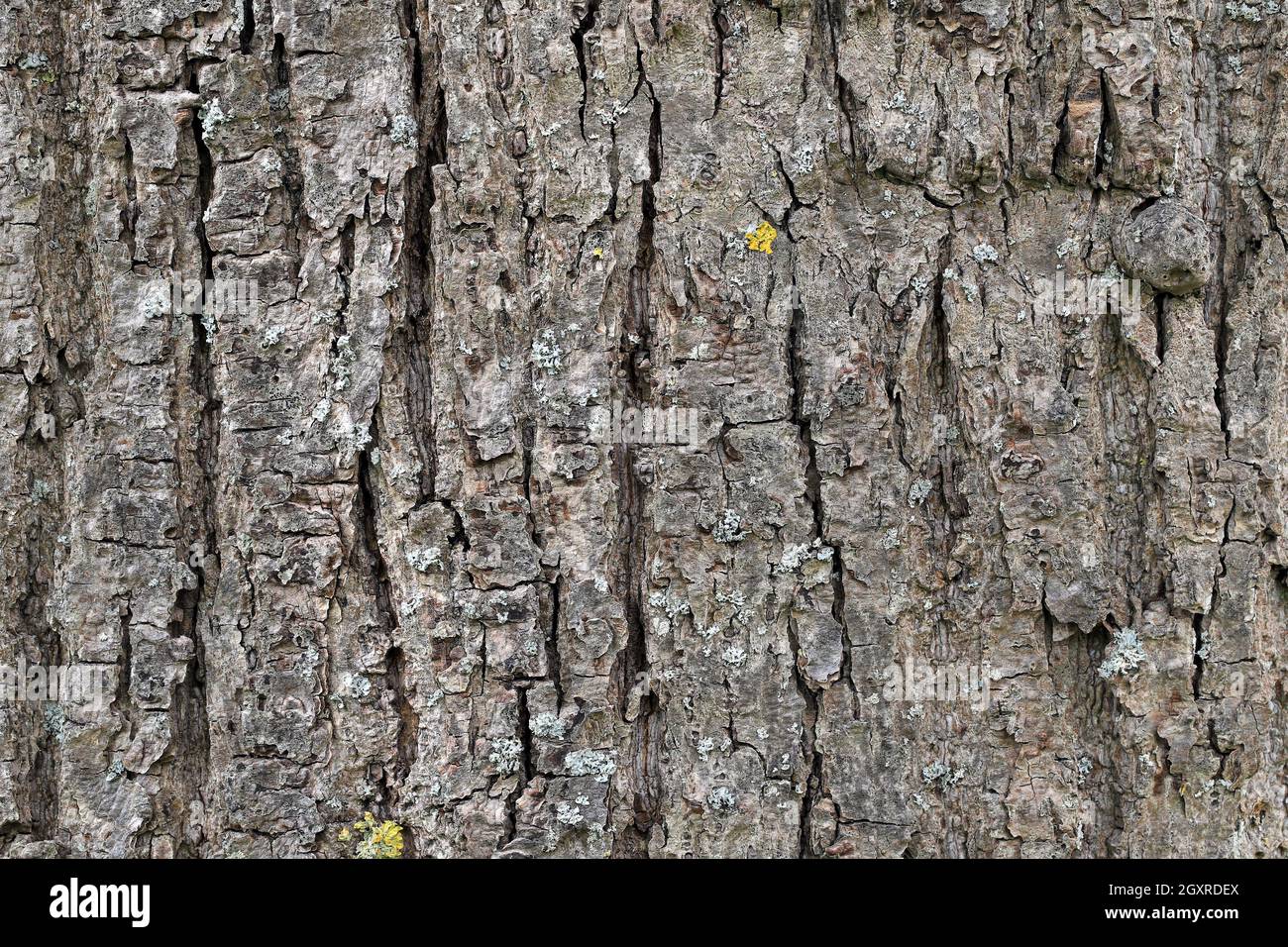 Rinde der Linde Stock Photo - Alamy