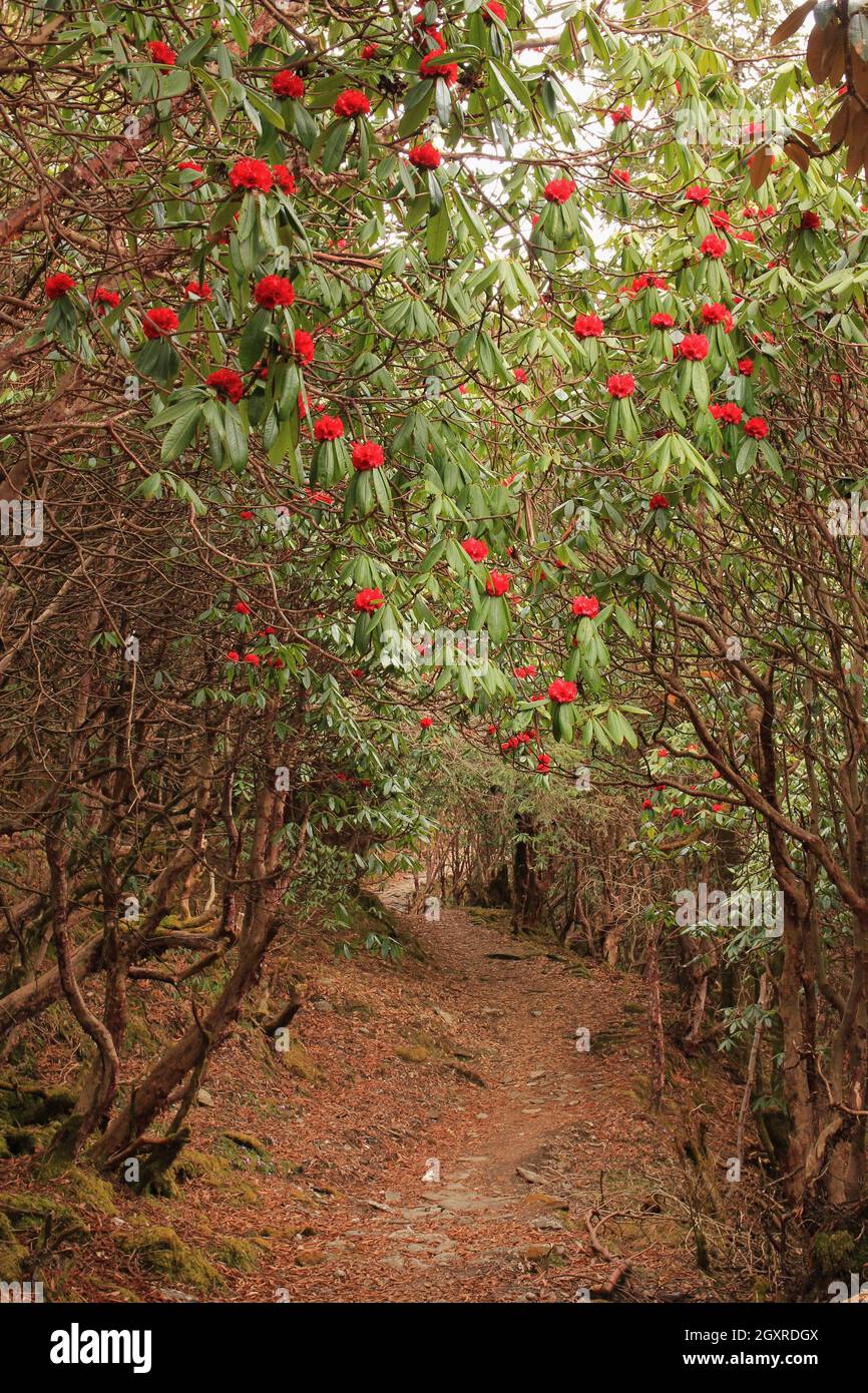 Springtime in Nepal. Blooming red rhododendron. National flower of ...