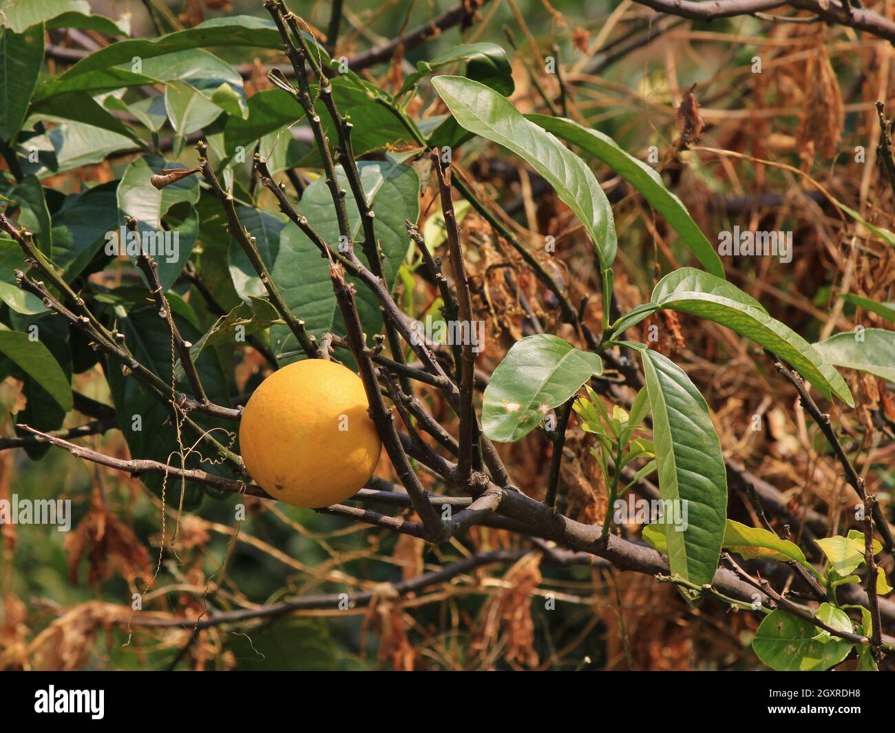 Citrus fruits growing near Shyaphru Besi, Nepal. Pomelo Stock Photo - Alamy
