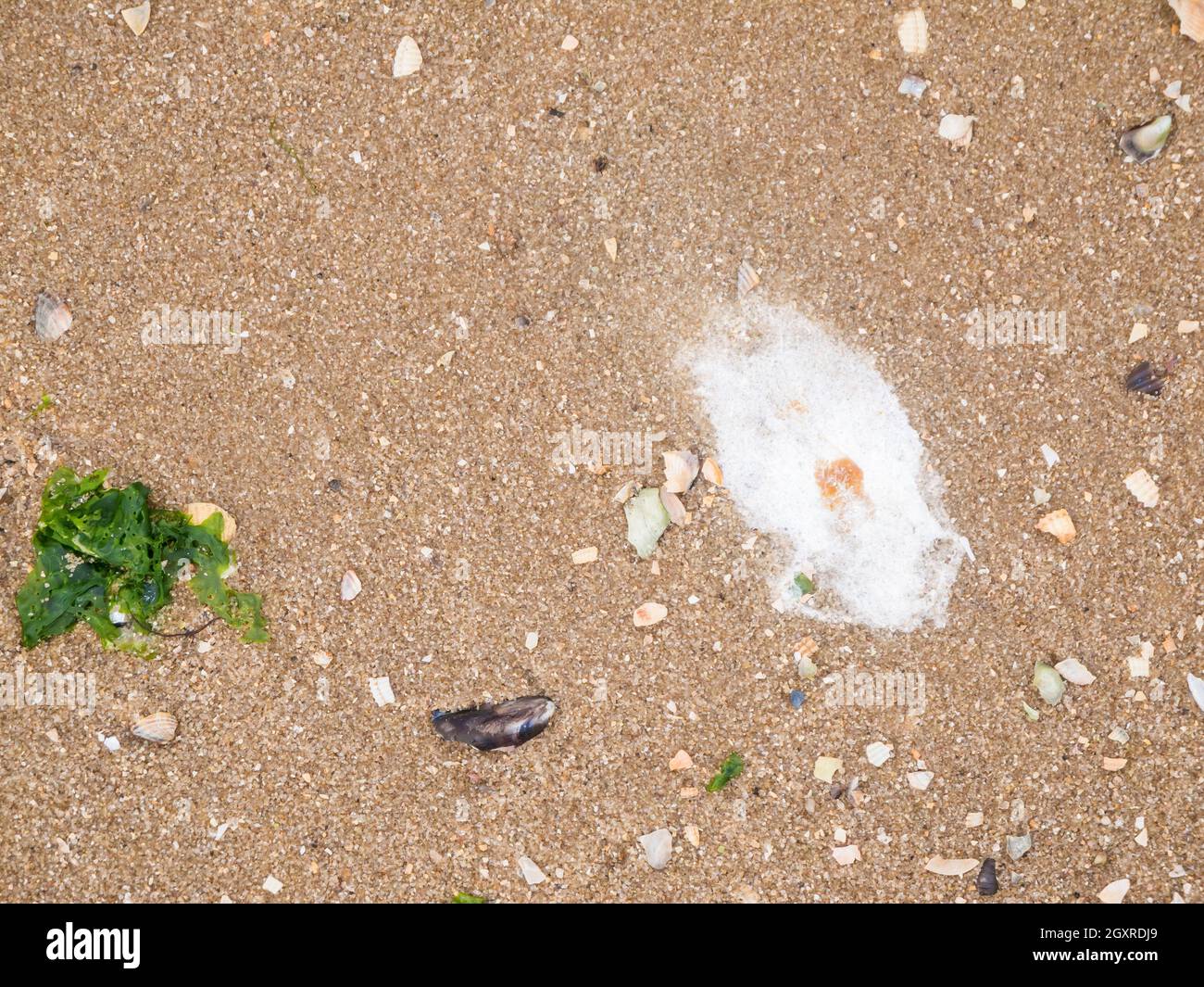 Full format view of beach sand with mussel shells, seaweed and seagull ...