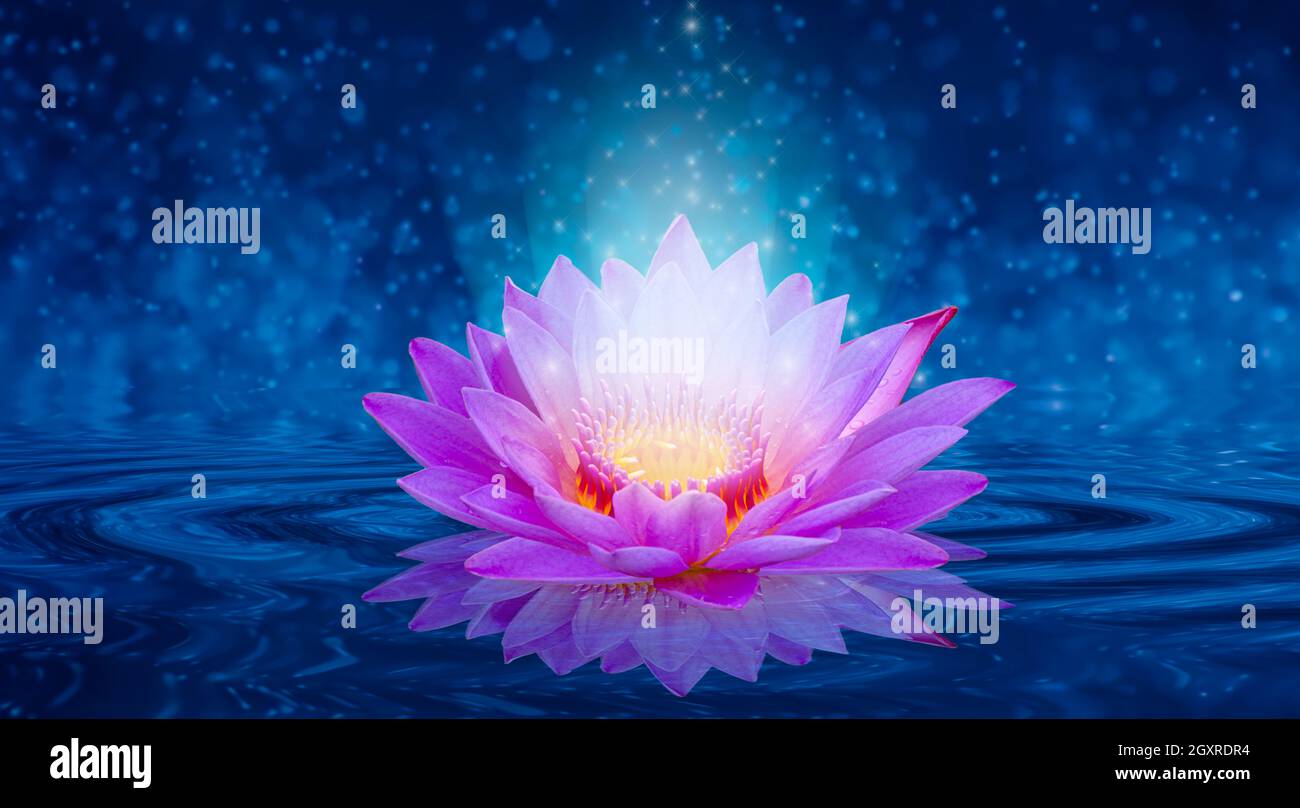 lotus Pink light purple floating light sparkle purple background Stock ...