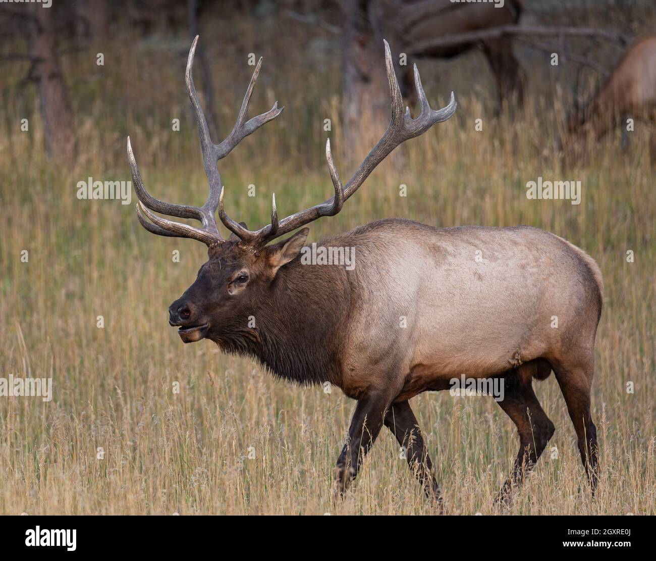 North american rocky mountains hi-res stock photography and images - Alamy