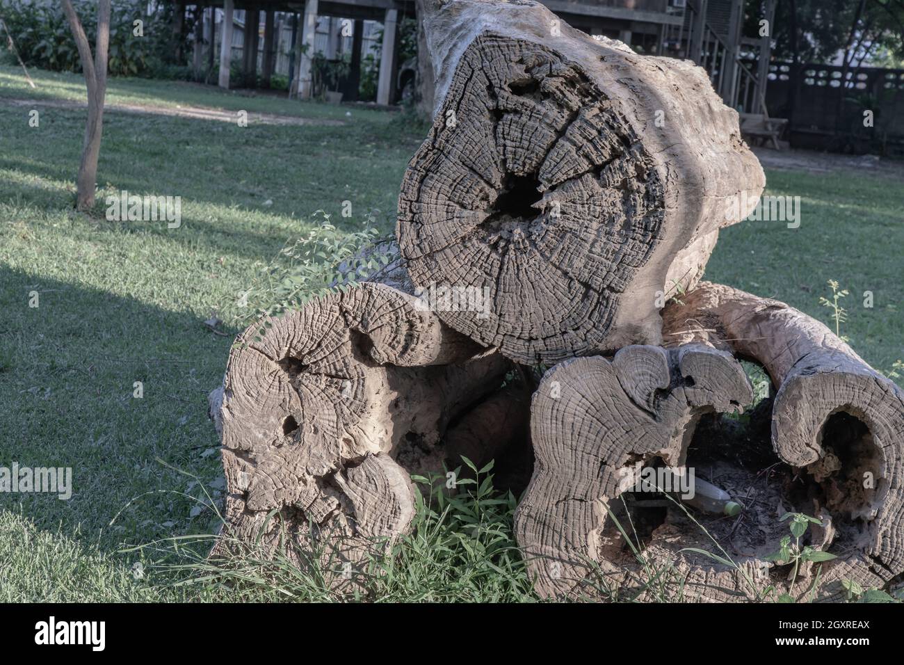 Old three big timber trunks on lawn background. Selective focus Stock ...