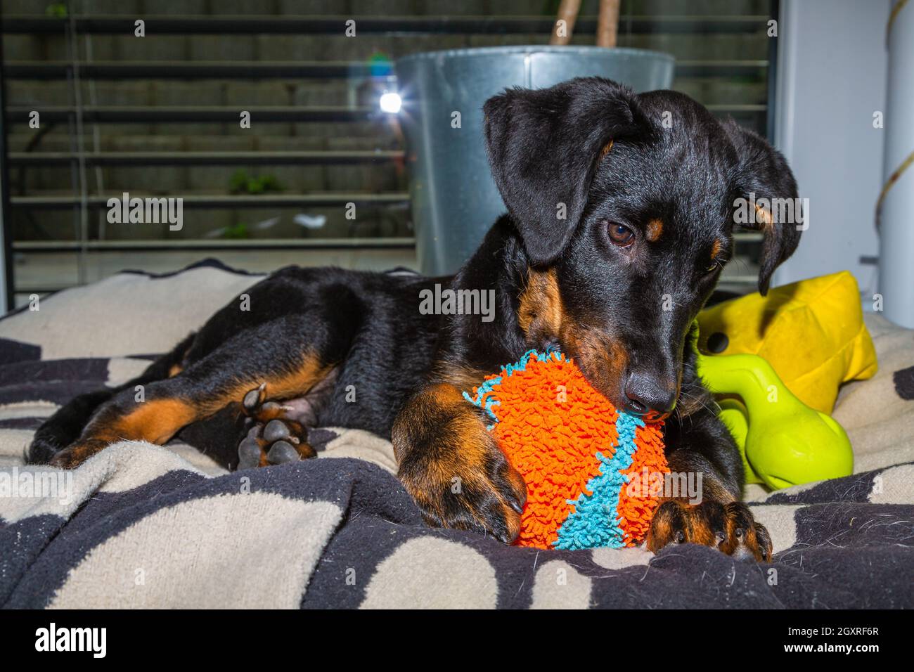 cute beauceron puppy playing with its ball toy Stock Photo - Alamy