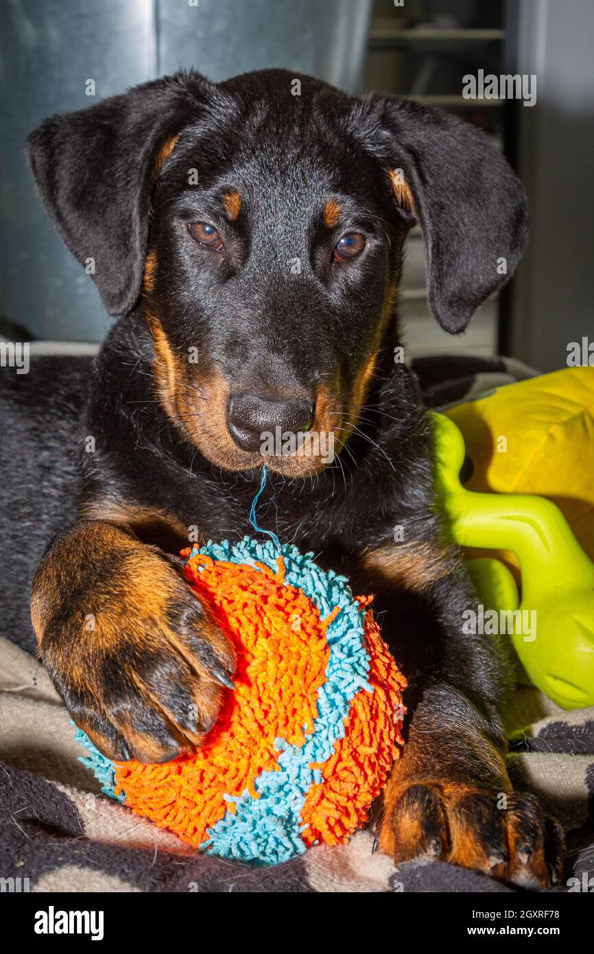 cute beauceron puppy playing with its ball toy Stock Photo - Alamy
