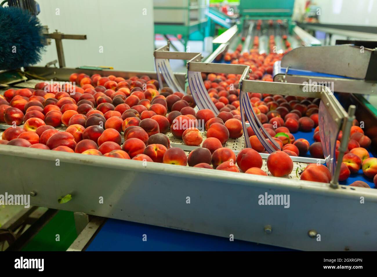 Peach belt hi-res stock photography and images - Alamy