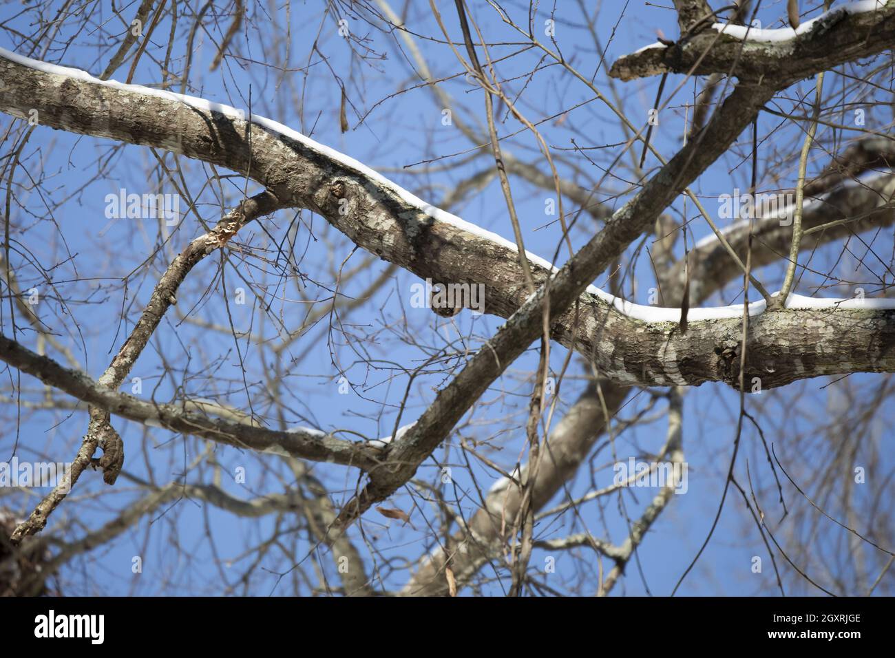 Flying squirrel (Glaucomys volans) hanging on the bottom of a tree limb ...