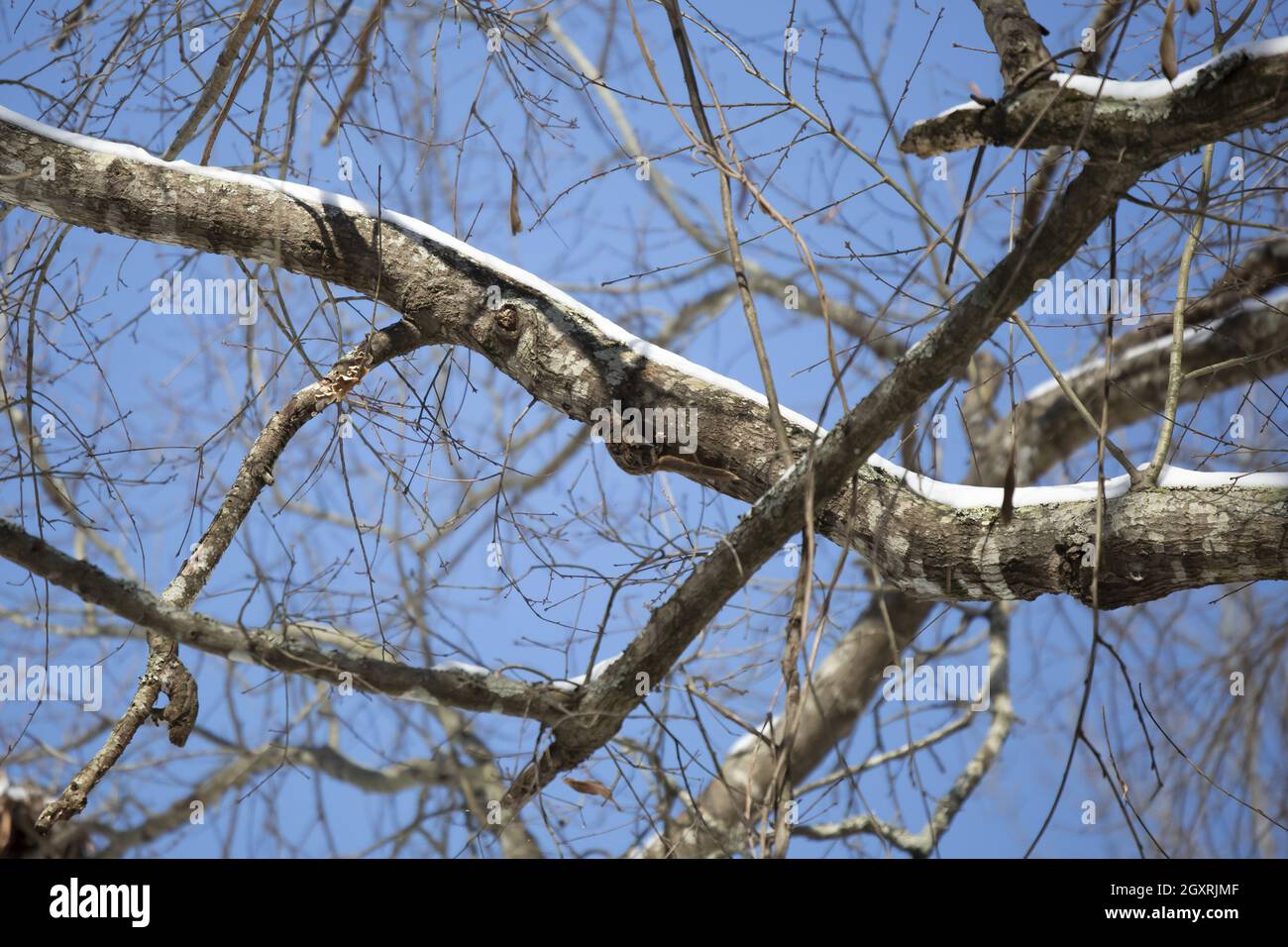 Flying squirrel (Glaucomys volans) hanging on the bottom of a snow ...